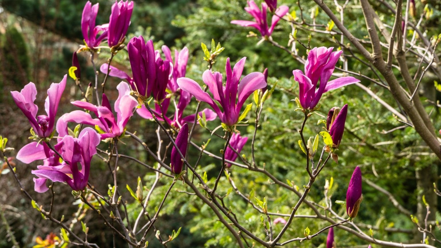 15 Evergreen Shrubs With Fragrant Flowers