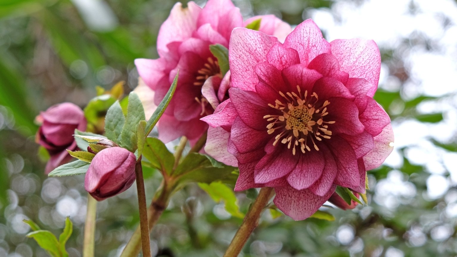 19 Showstopping Hellebore Varieties to Grow for Winter Blooms