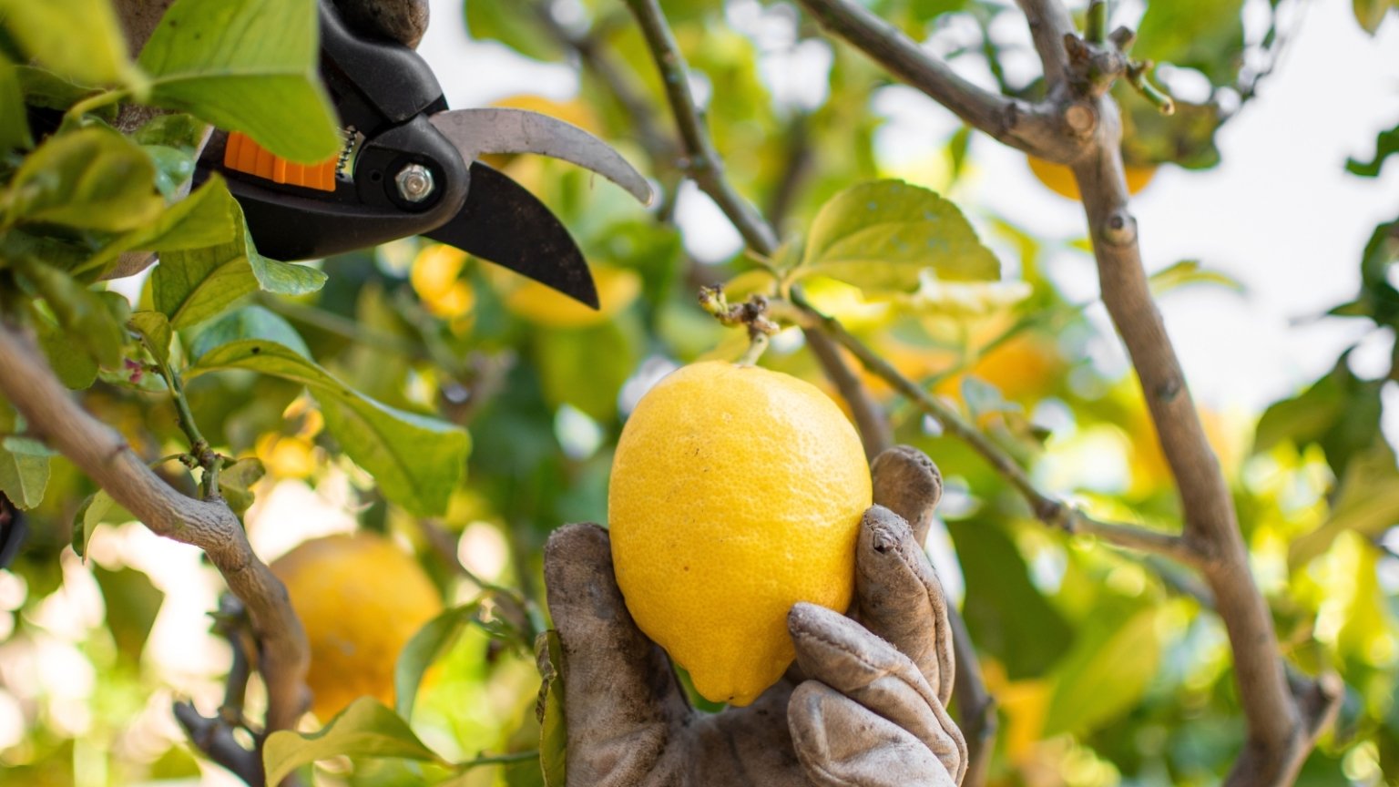When and How to Harvest Lemons