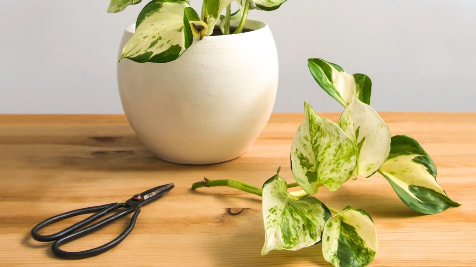 Should I Trim My Pothos? 7 Pruning Tips