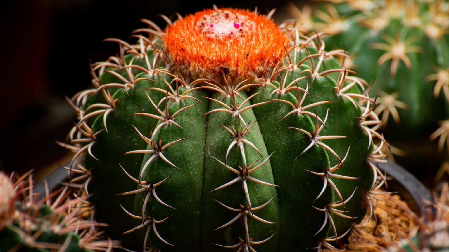 19 Cactus Plants With Pretty Flowers You Can Grow Indoors