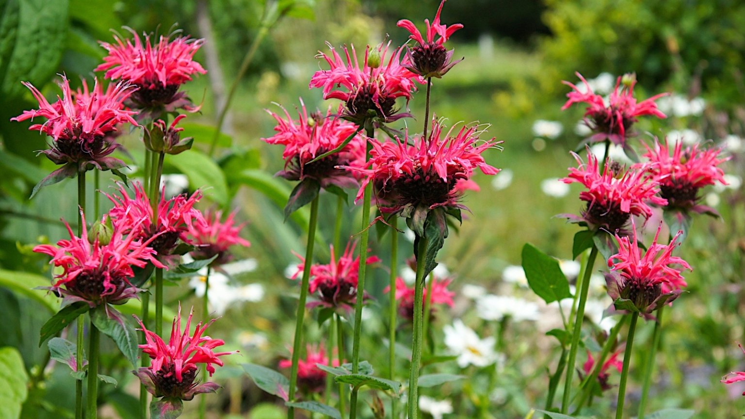 19 Seeds You Should Winter Sow In January