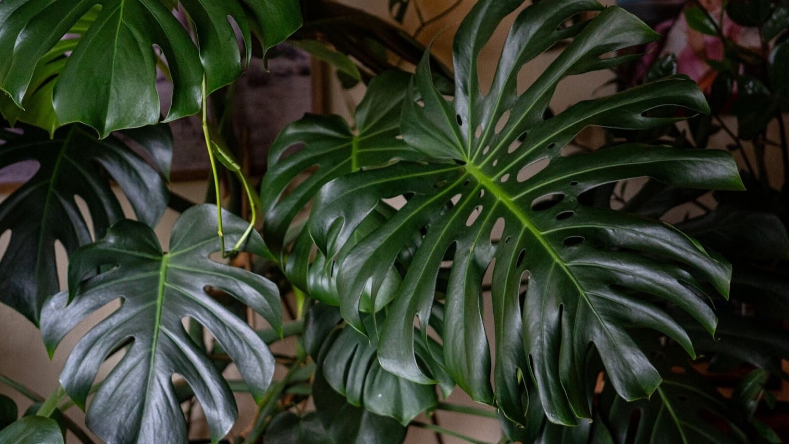 29 Best Plants to Grow in Your Office