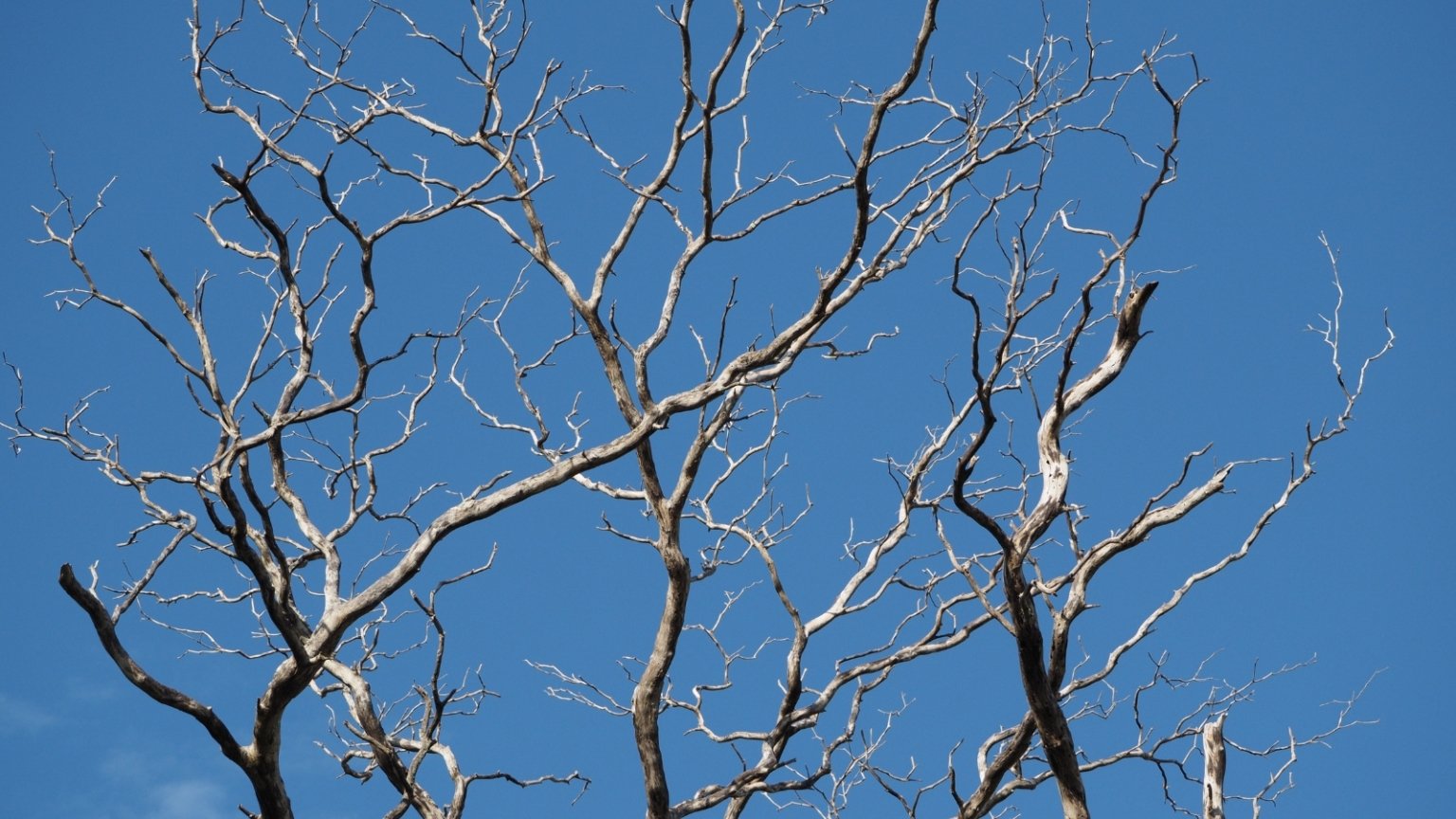 11 Trees With Unique, Twisted Branches That Look Good Bare