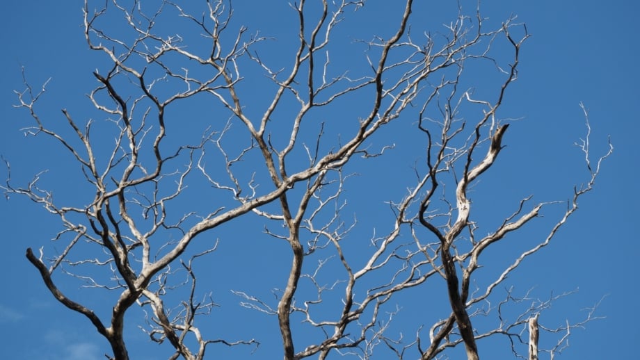 11 Trees With Unique, Twisted Branches That Look Good Bare