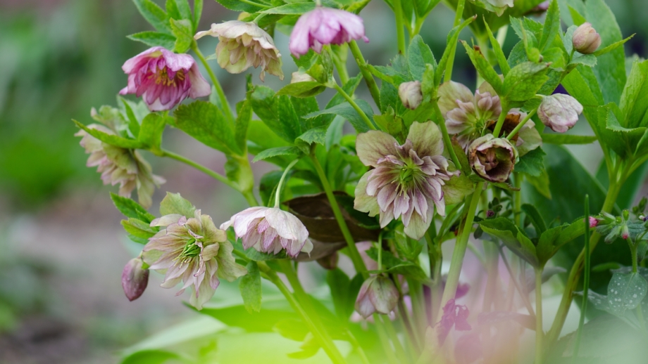 19 Showstopping Hellebore Varieties to Grow for Winter Blooms