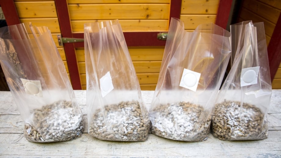 11 Best Mushroom Growing Supplies for Home Growers
