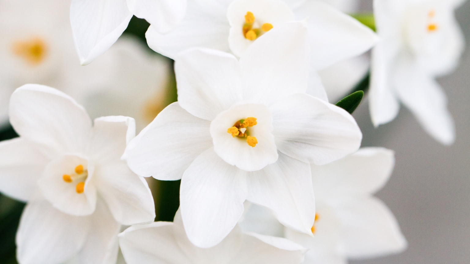 How to Force Paperwhite Blooms for the Holidays in 7 Steps
