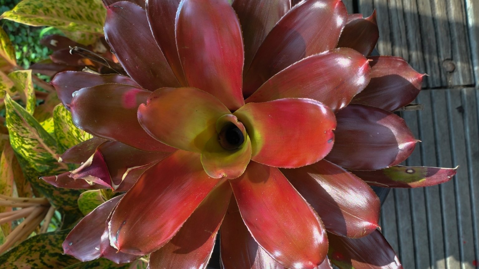 13 Bromeliad Varieties for Colorful Indoor Blooms