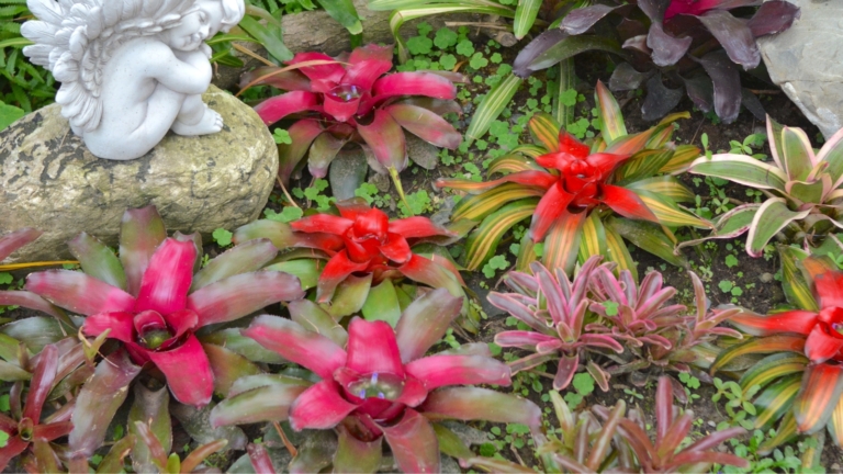 13 Bromeliad Varieties for Colorful Indoor Blooms