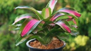 13 Plants That Love Being Misted