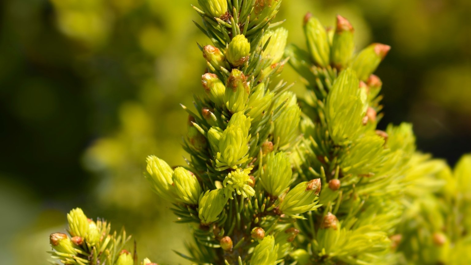 How to Plant, Grow, and Care for Dwarf Alberta Spruce Trees