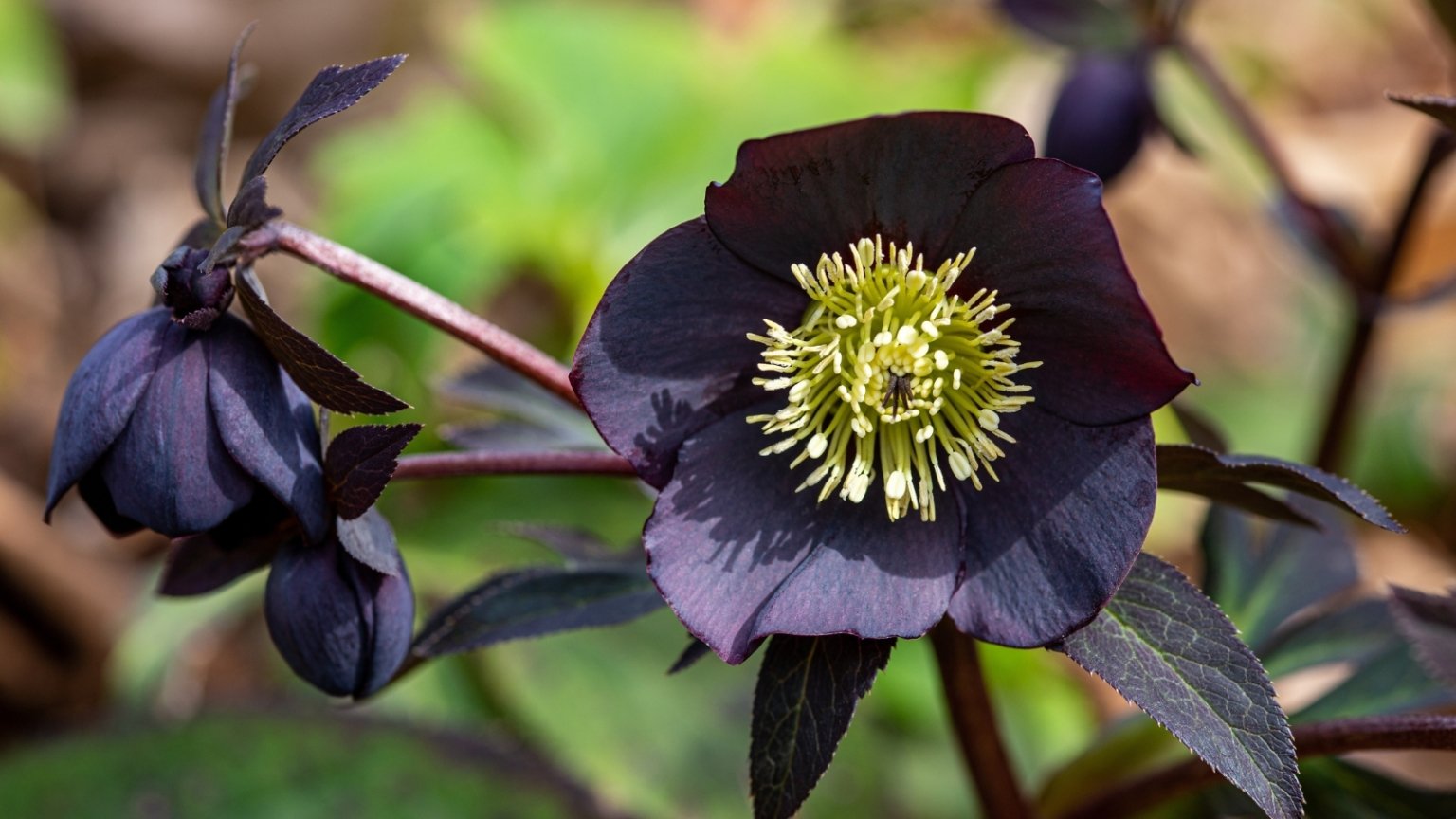 19 Showstopping Hellebore Varieties to Grow for Winter Blooms