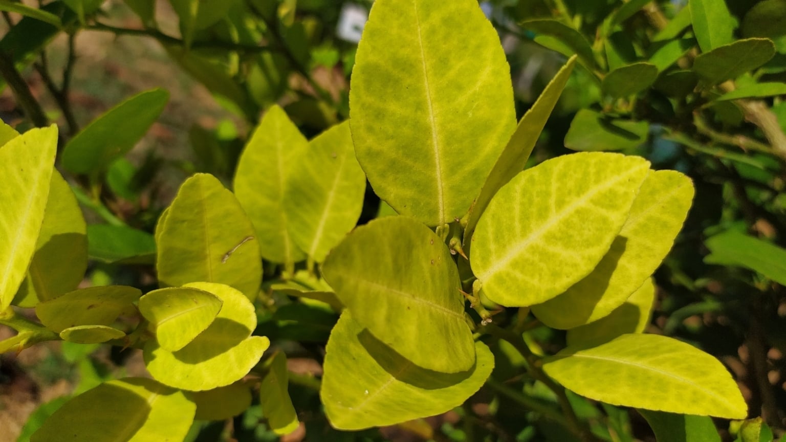 7 Reasons Your Potted Lemon Tree is Dying and How to Save it