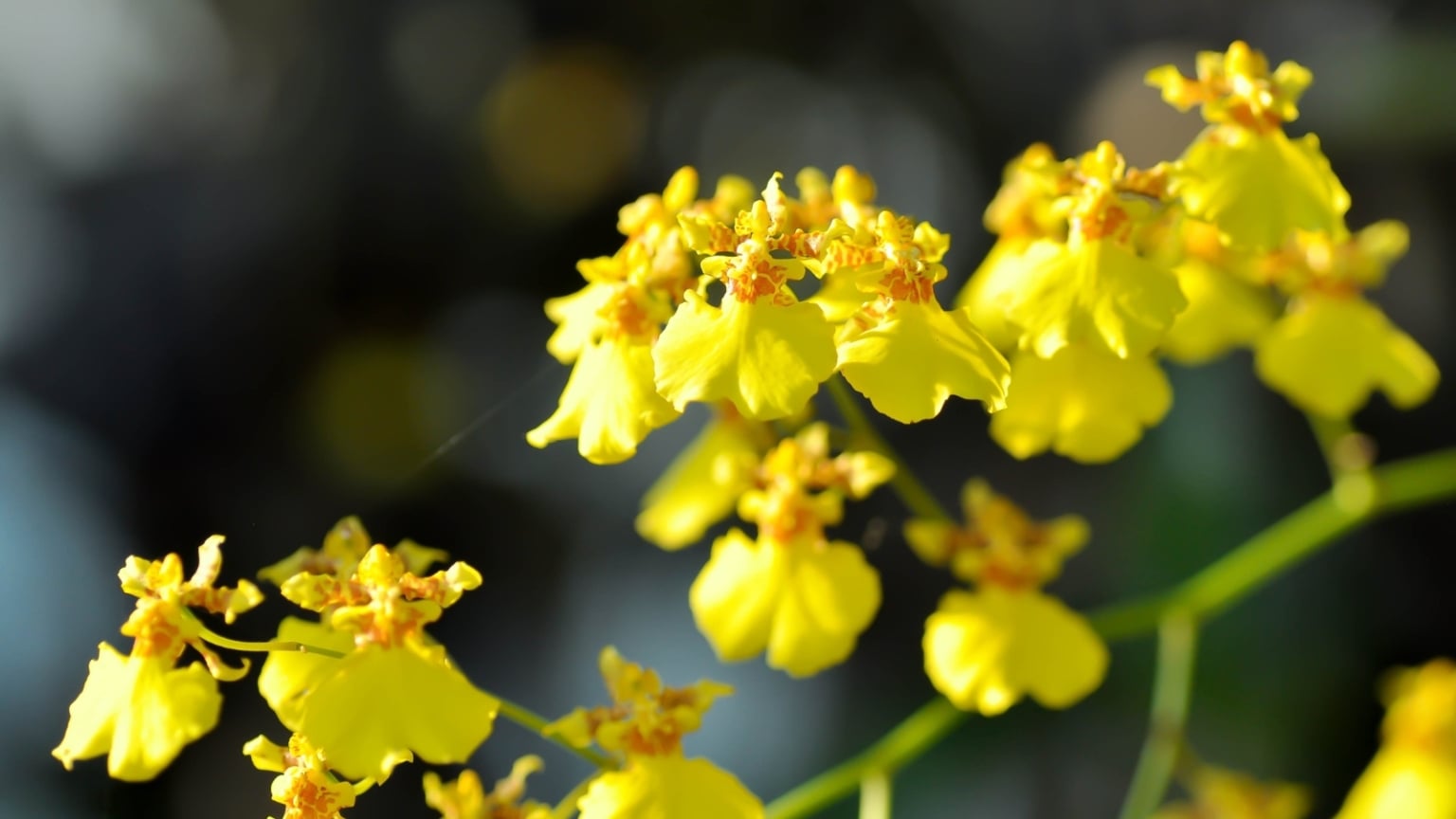 The 9 Best Orchids to Give as Gifts this Year