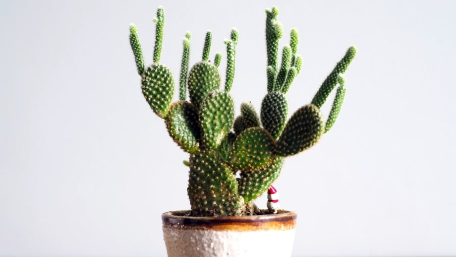 19 Cactus Plants With Pretty Flowers You Can Grow Indoors