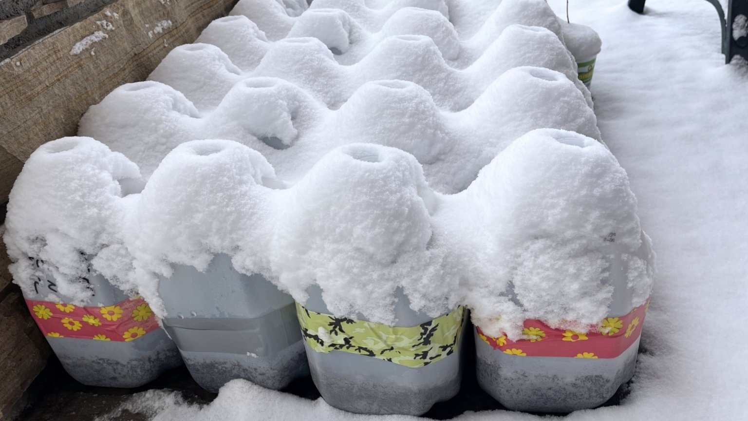 How to Winter Sow Vegetables in 7 Easy Steps