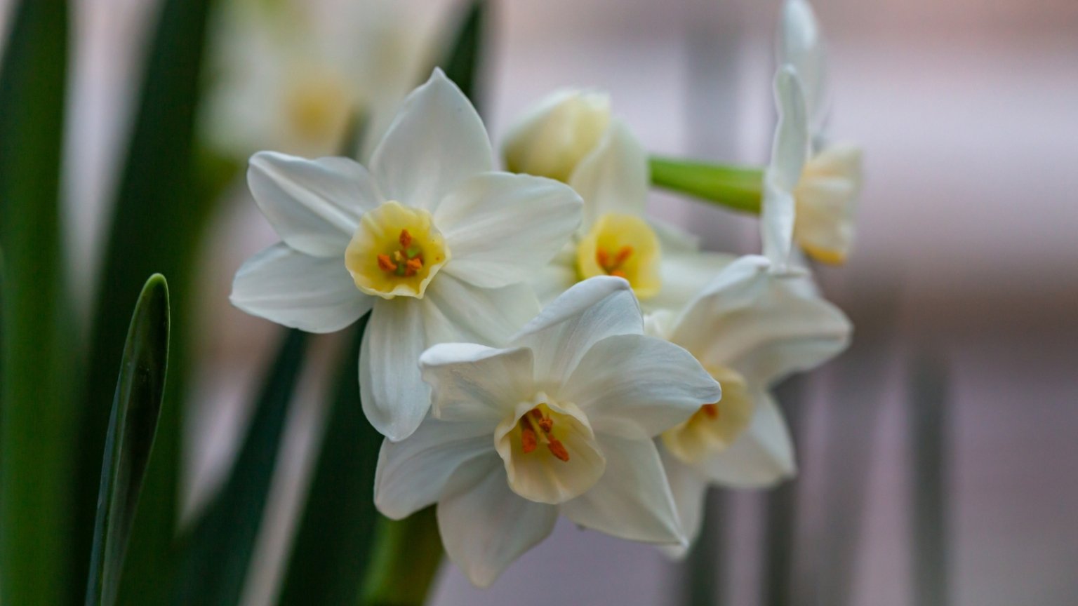 What to Do With Paperwhites When They've Finished Blooming