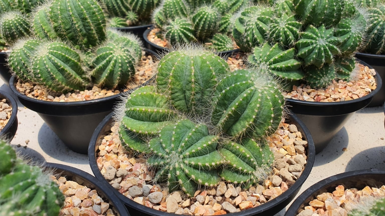19 Cactus Plants With Pretty Flowers You Can Grow Indoors