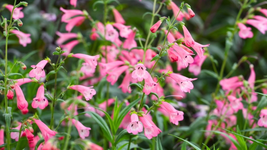 19 Seeds You Should Winter Sow In January