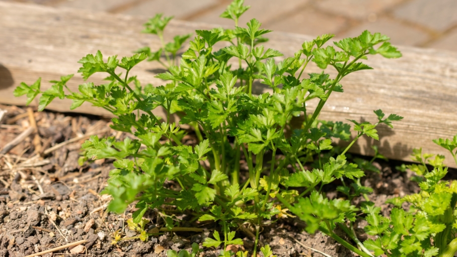 How to Plant, Grow, and Care for Parsley