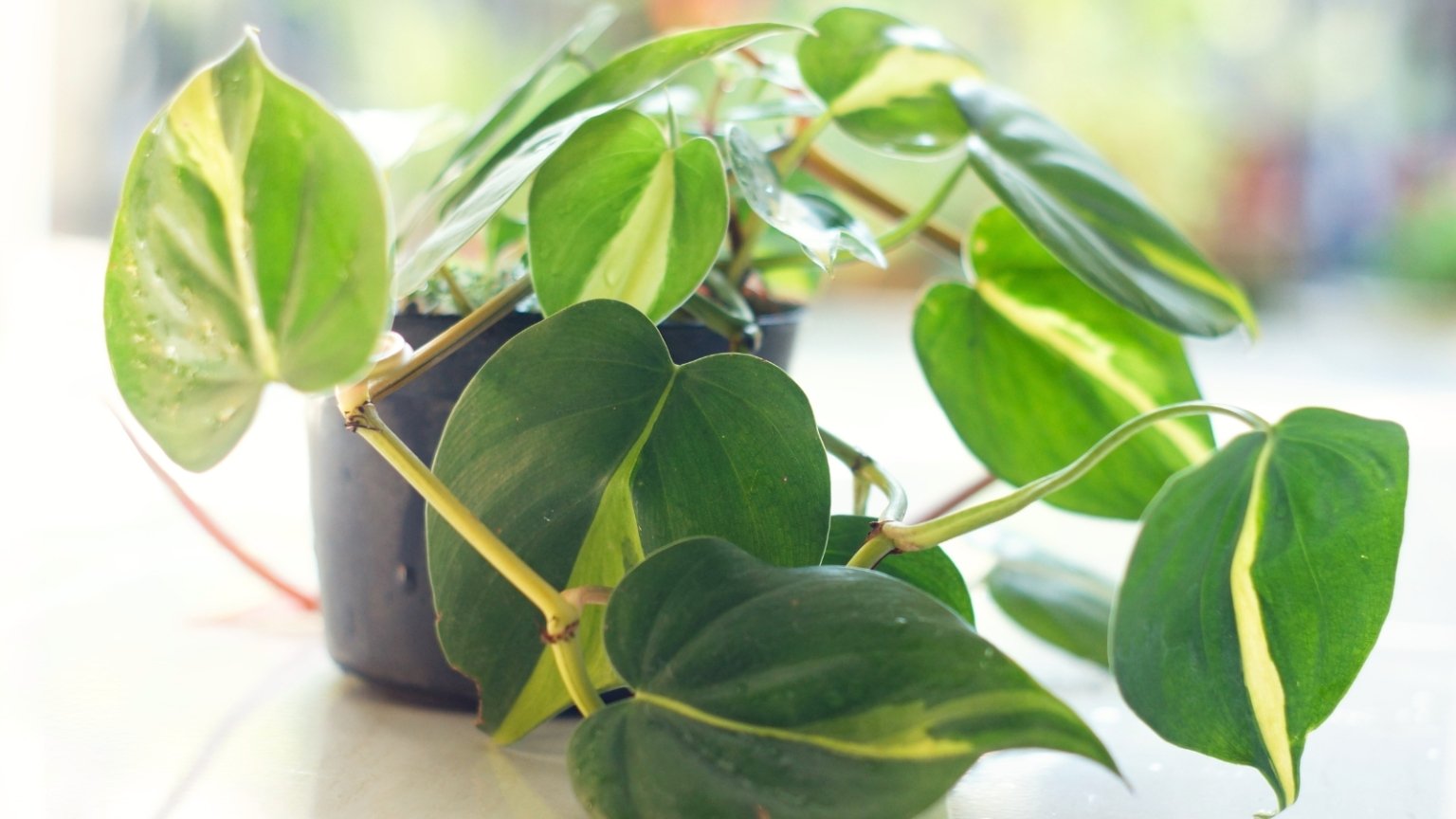 21 Houseplants That Like Low Humidity