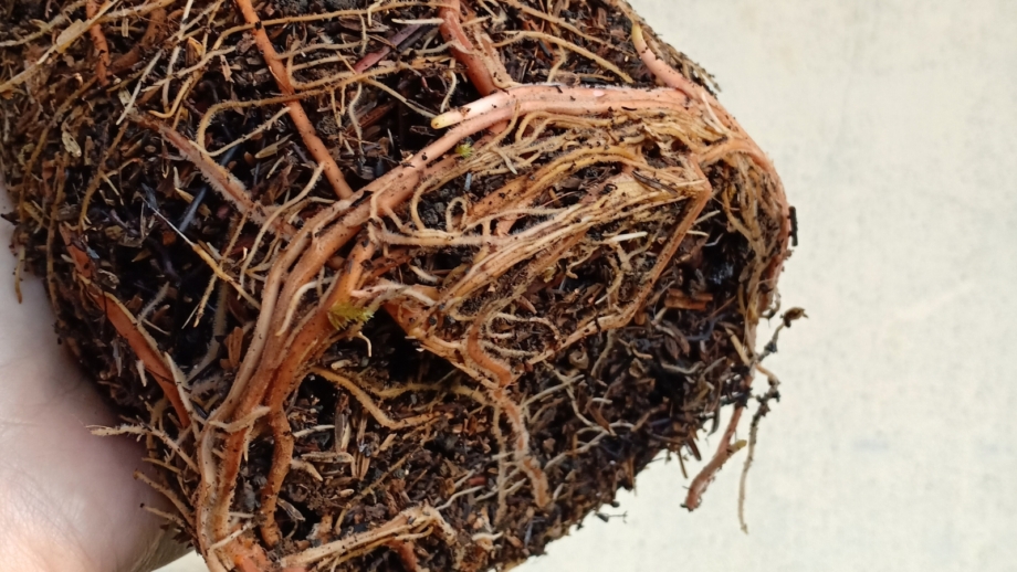 How to Plant, Grow, and Care For Philodendron Brasil