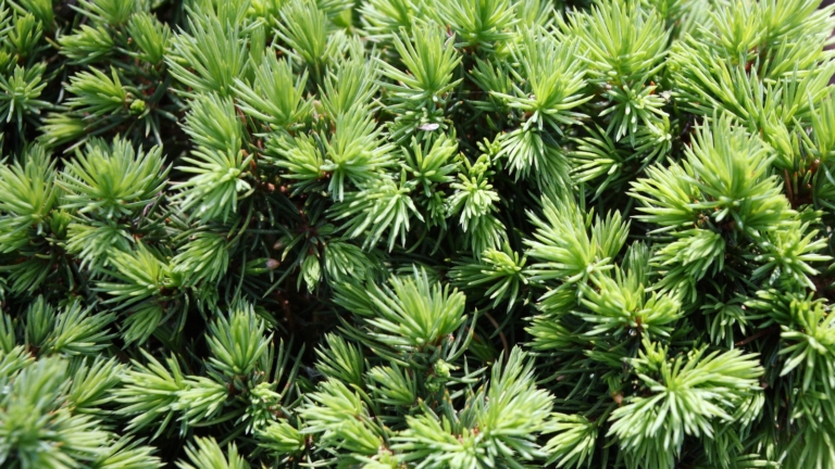 How to Plant, Grow, and Care for Dwarf Alberta Spruce Trees