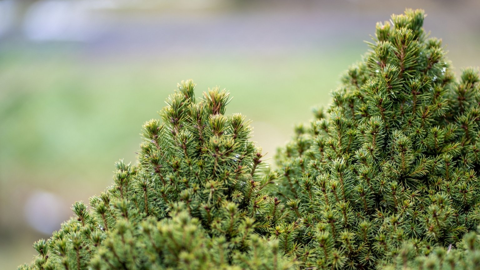 How to Plant, Grow, and Care for Dwarf Alberta Spruce Trees