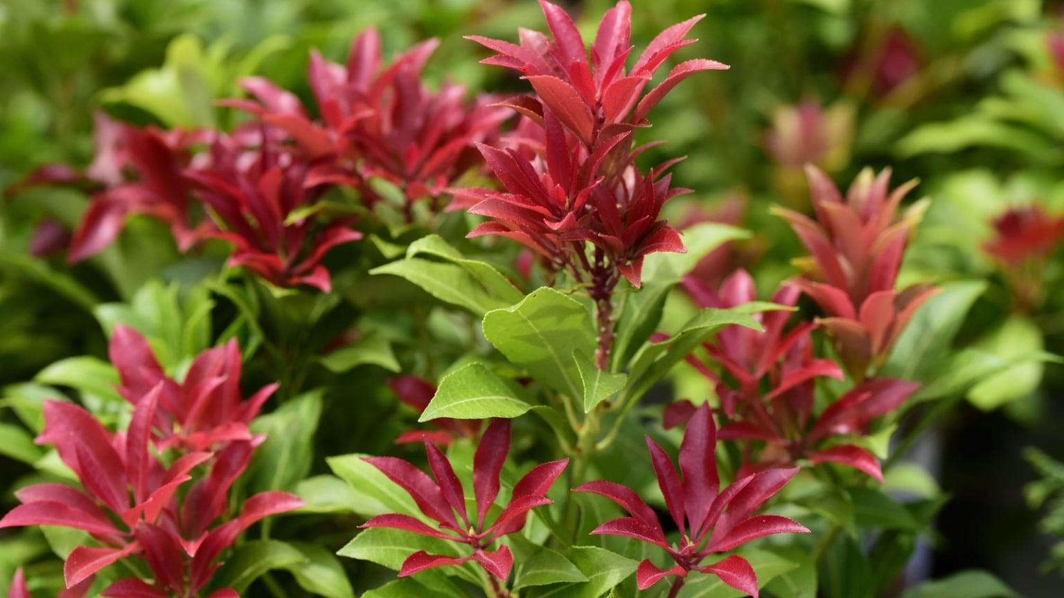 17 Showy Shrubs That Shine in the Winter Landscape
