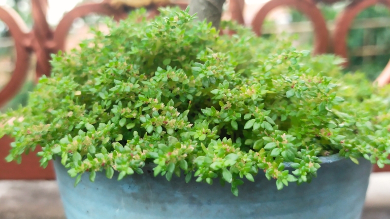 11 Houseplants With Delicate, Lacy Foliage
