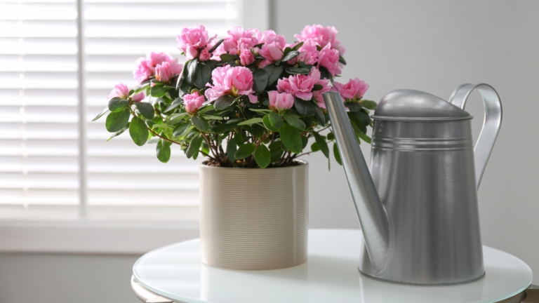 7 Care Tips for Indoor Azaleas