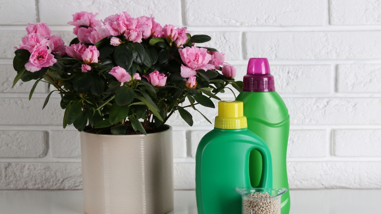 7 Care Tips for Indoor Azaleas