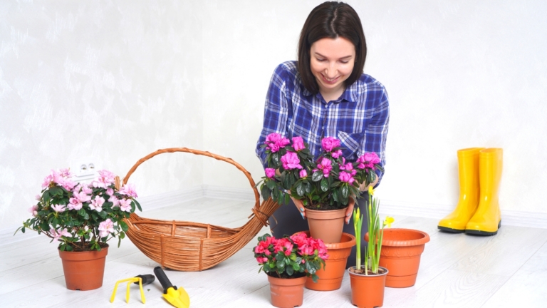 7 Care Tips for Indoor Azaleas