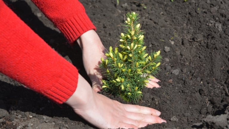 How to Plant, Grow, and Care for Dwarf Alberta Spruce Trees