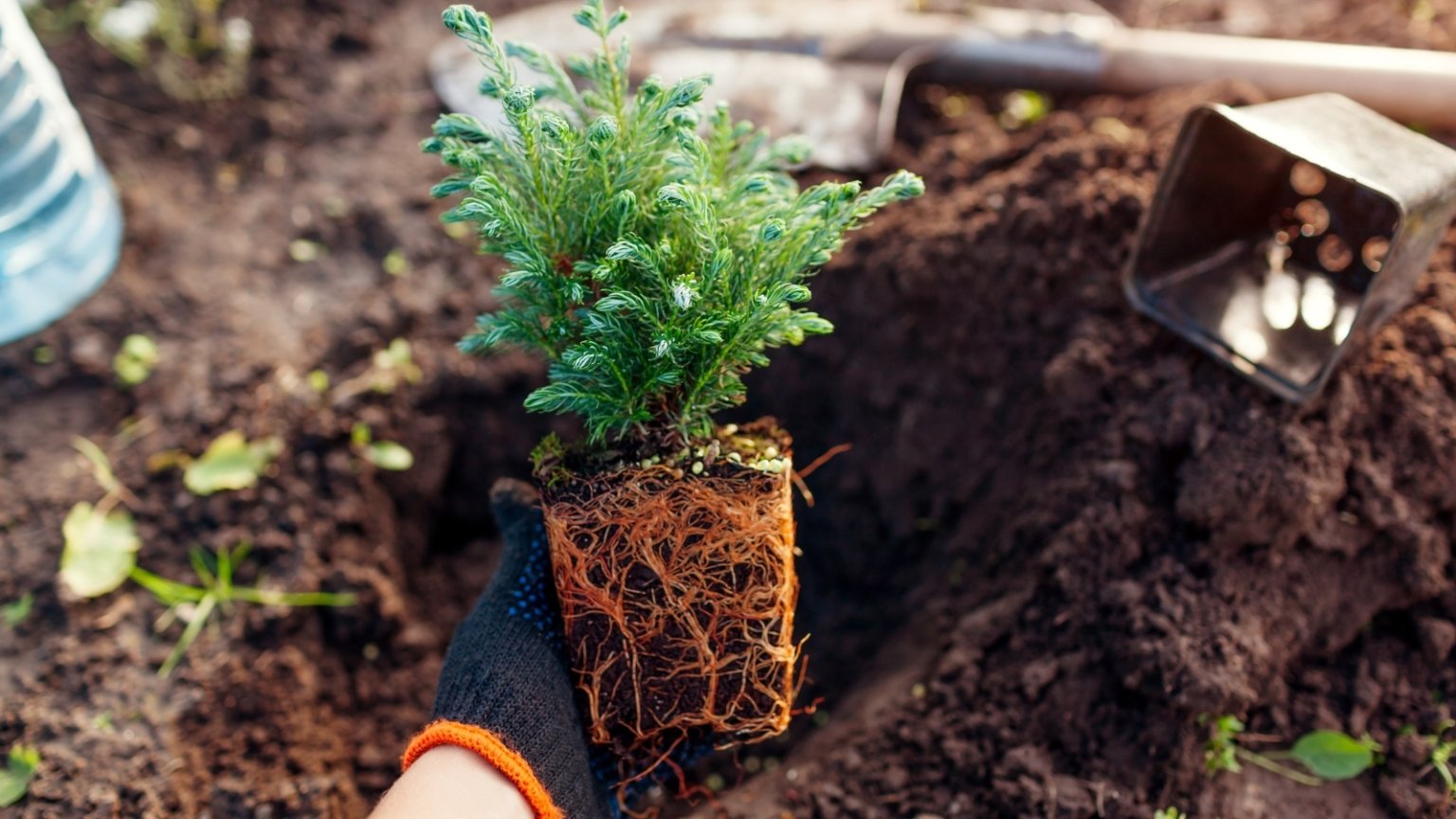 Fall Planting for Spring Flowers: Timing and Selection Guide