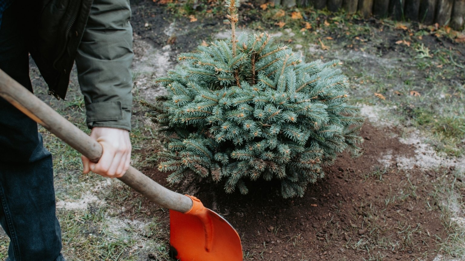 How to Plant, Grow, and Care for Blue Spruce Trees