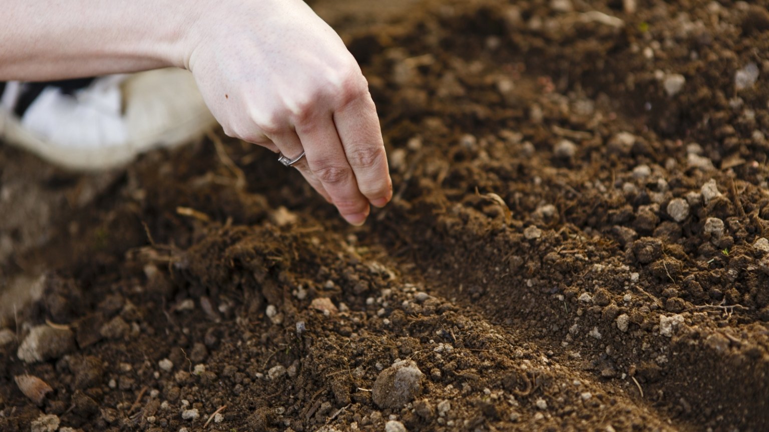 How to Plant, Grow, and Care for Blue Spruce Trees