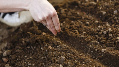 How to Plant, Grow, and Care for Blue Spruce Trees