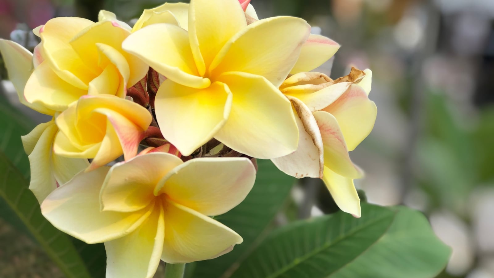 15 Gorgeous and Fragrant Plumeria Varieties You Can Grow