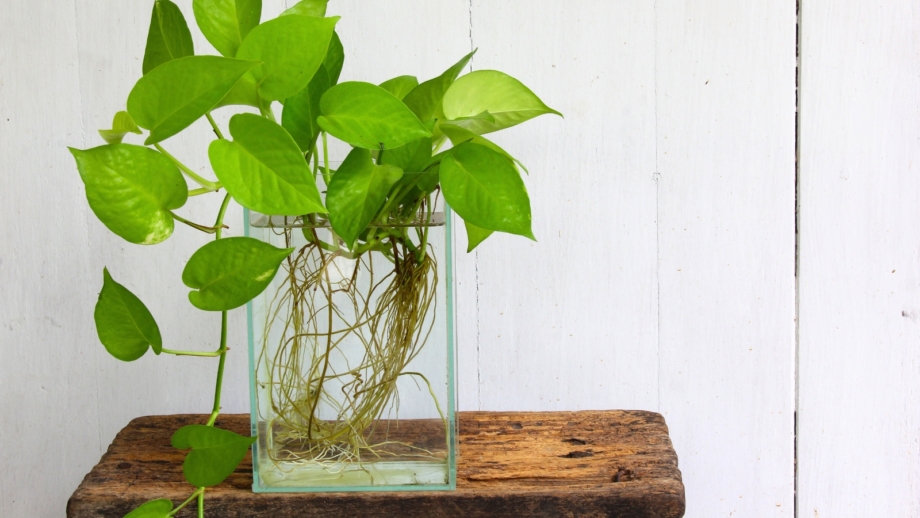 How to Grow Pothos in Water Easily