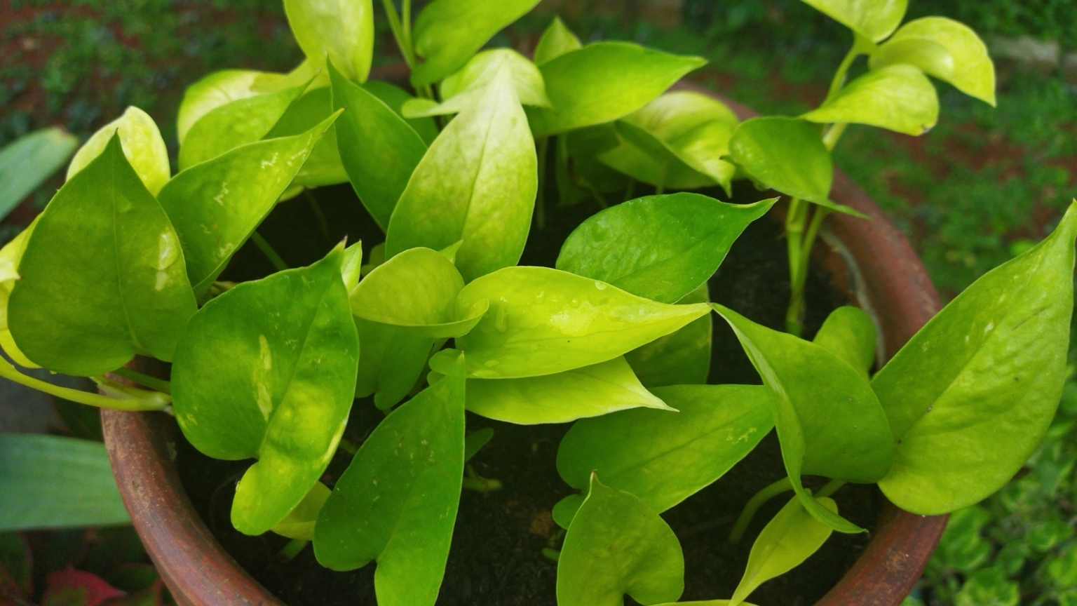 9 Pothos Plant Diseases: Prevention and Treatment