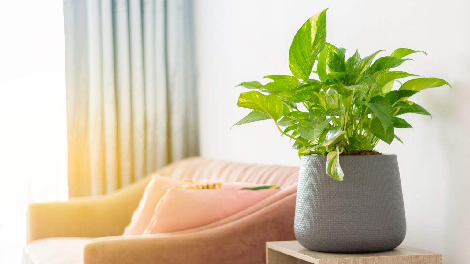 9 Pothos Plant Diseases: Prevention and Treatment