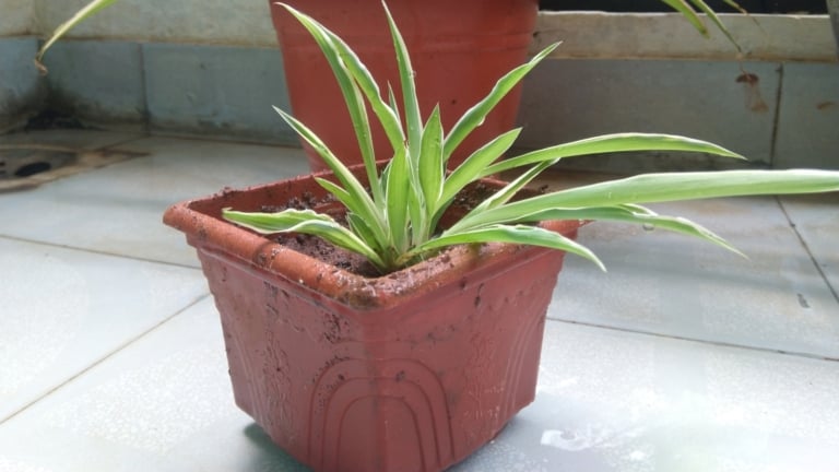 How to Root Spider Plant Babies: 7 Pro Tips