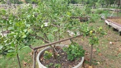 Citrus Fertilizer: What, When, And How To Use It - Epic Gardening