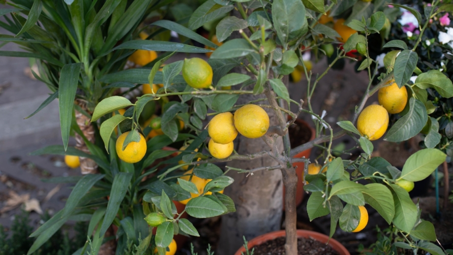 Why Your Lemon Tree is Dropping Flowers: 9 Causes and Cures