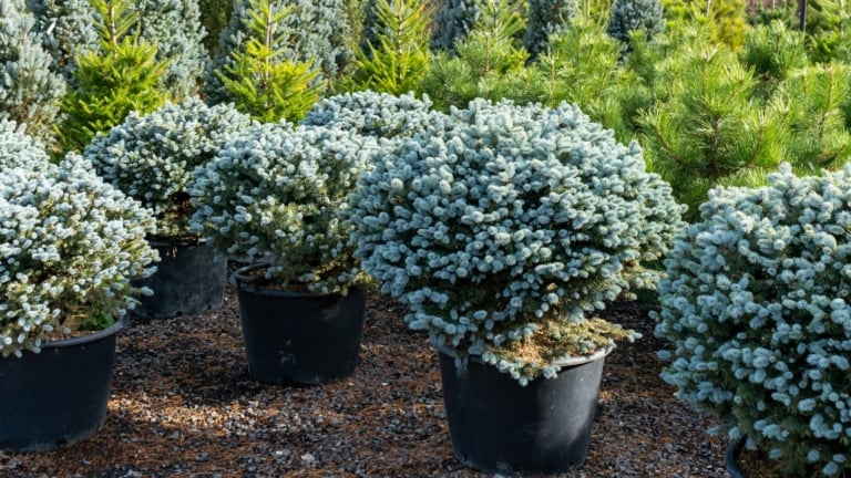 How to Plant, Grow, and Care for Blue Spruce Trees