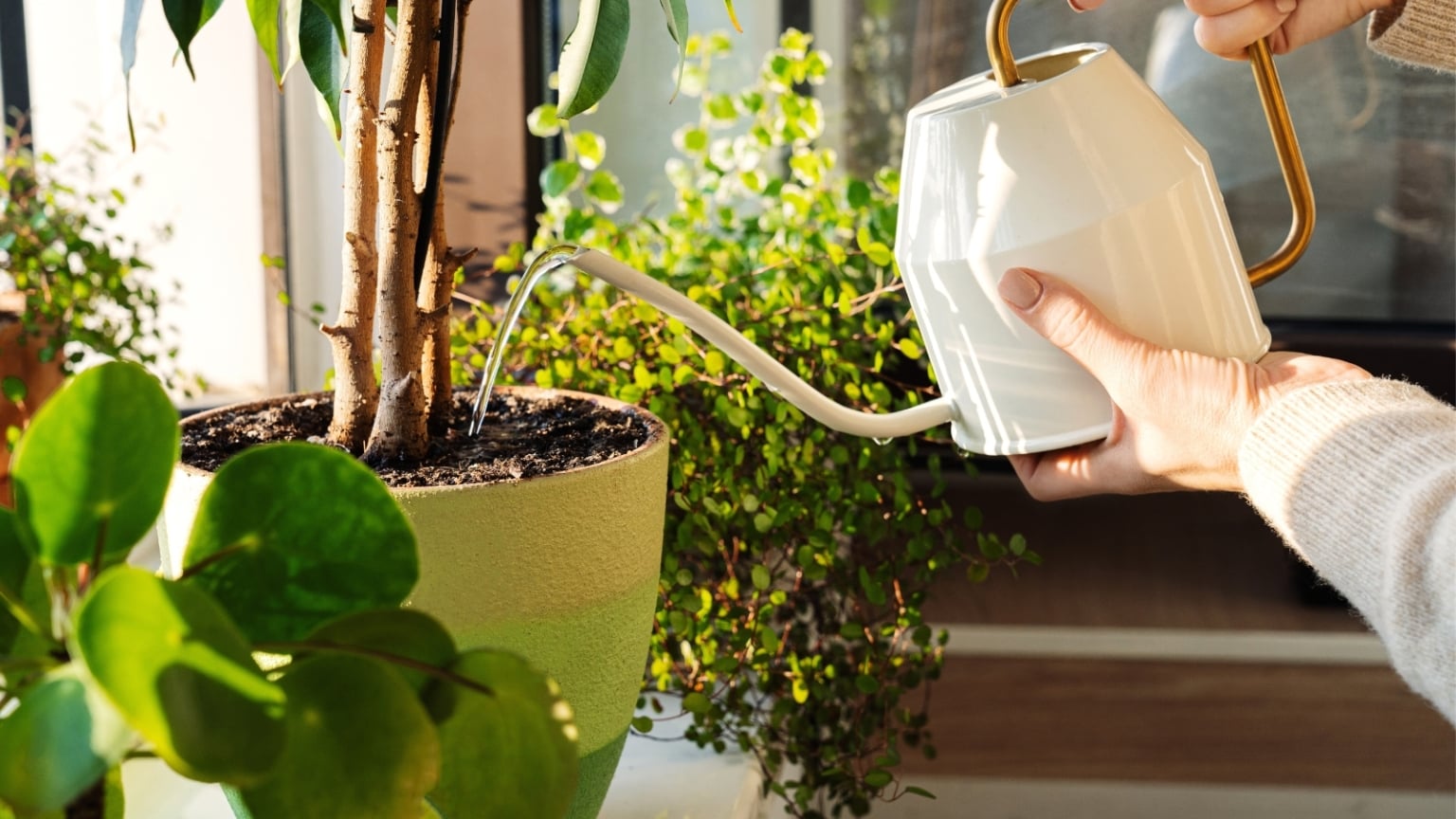 Watering Your Norfolk Island Pine Tree: 5 Pro Tips