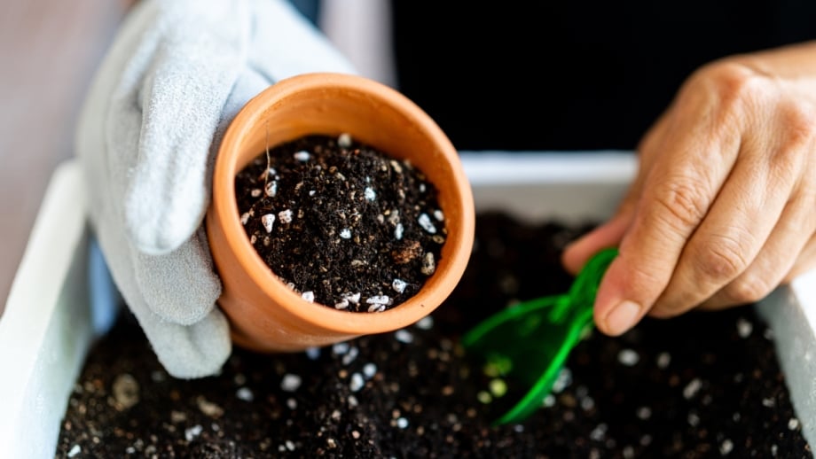 How to Plant, Grow, and Care for Old Lady Cactus