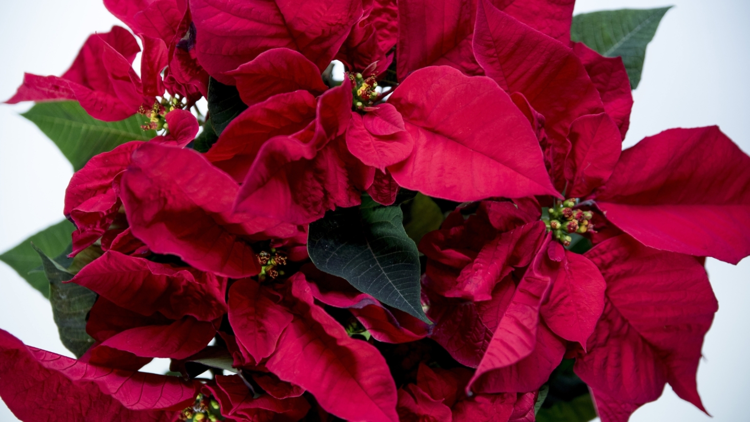 32 Unexpected Poinsettia Varieties to Try this Season